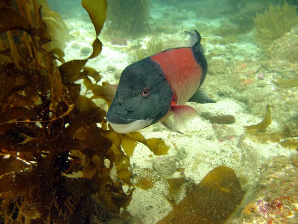 Sheephead