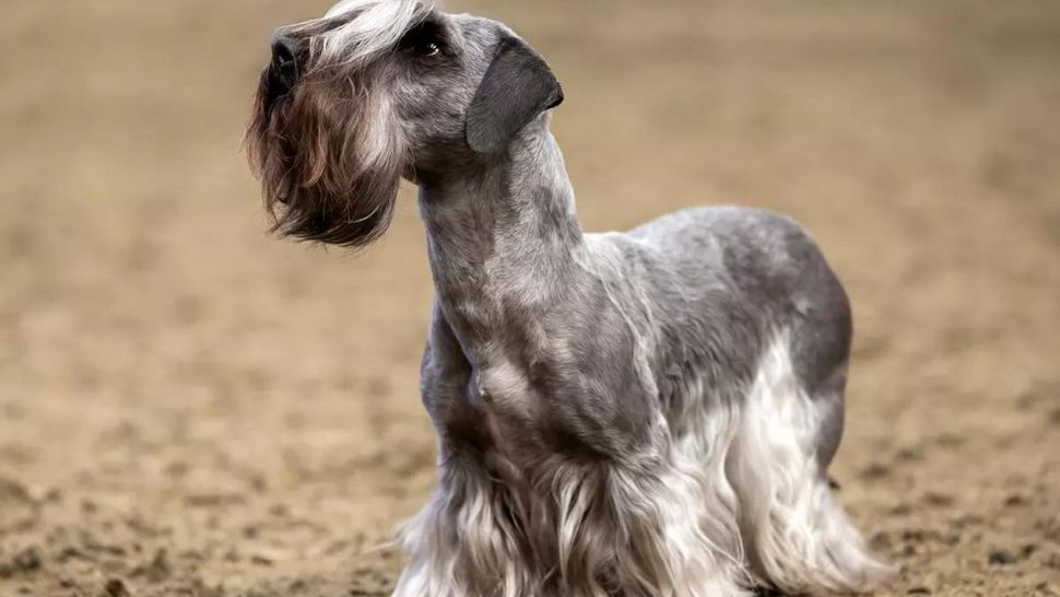 Rarest dog breeds: 10 canines you’ve never heard of | PetsRadar