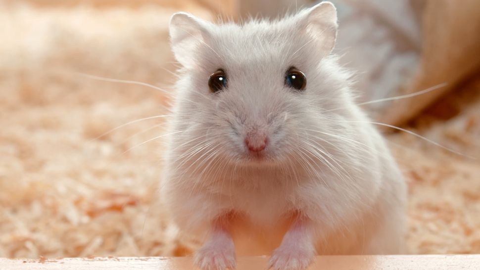 Stressed hamster problem? Our vet explains how to help them | PetsRadar