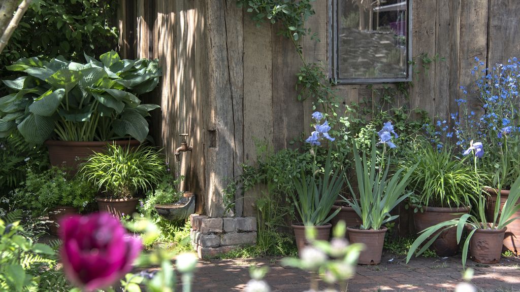 10 invasive plants: and how to stop them spreading | Homes and Gardens
