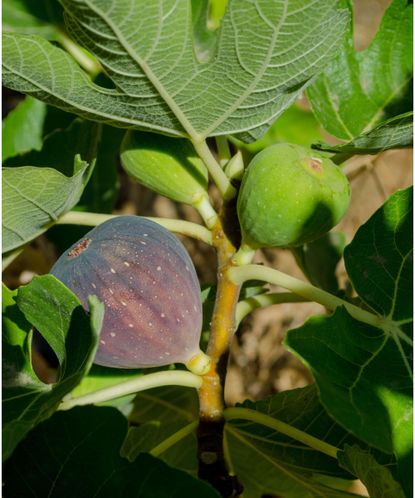 The best fig trees: to grow indoors and out | Homes and Gardens