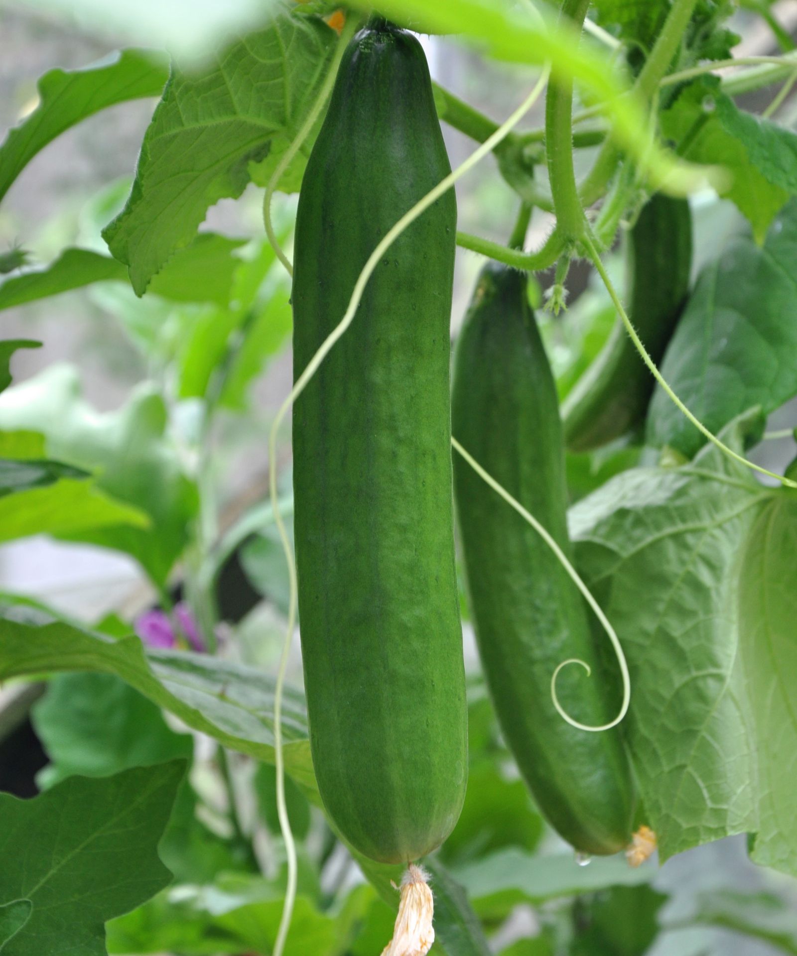 Why are my cucumbers turning yellow? And how to fix them | Homes and ...