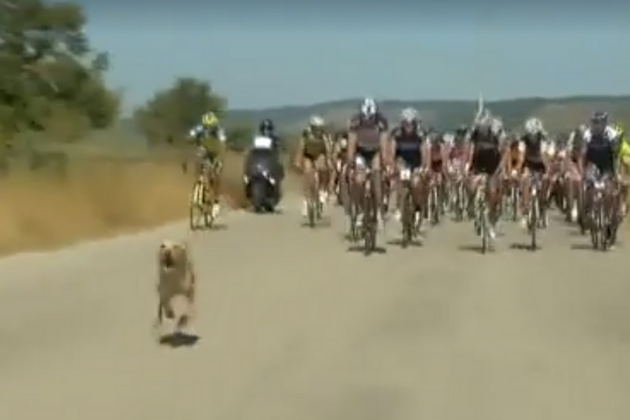 Watch: Dog joins bike race; has the time of its life as it races ahead ...