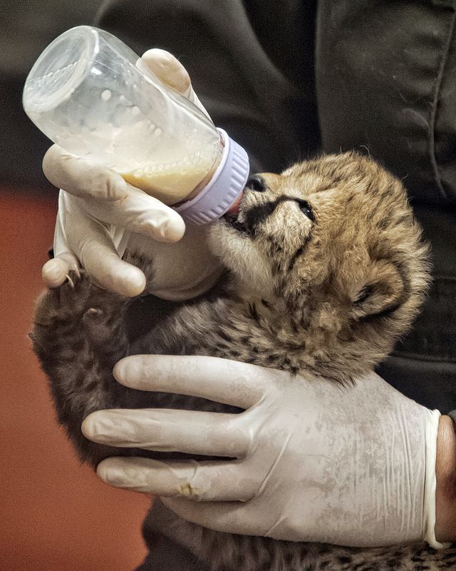 Cheetah Cubs Survive Difficult Birth | Baby Zoo Animals | Live Science