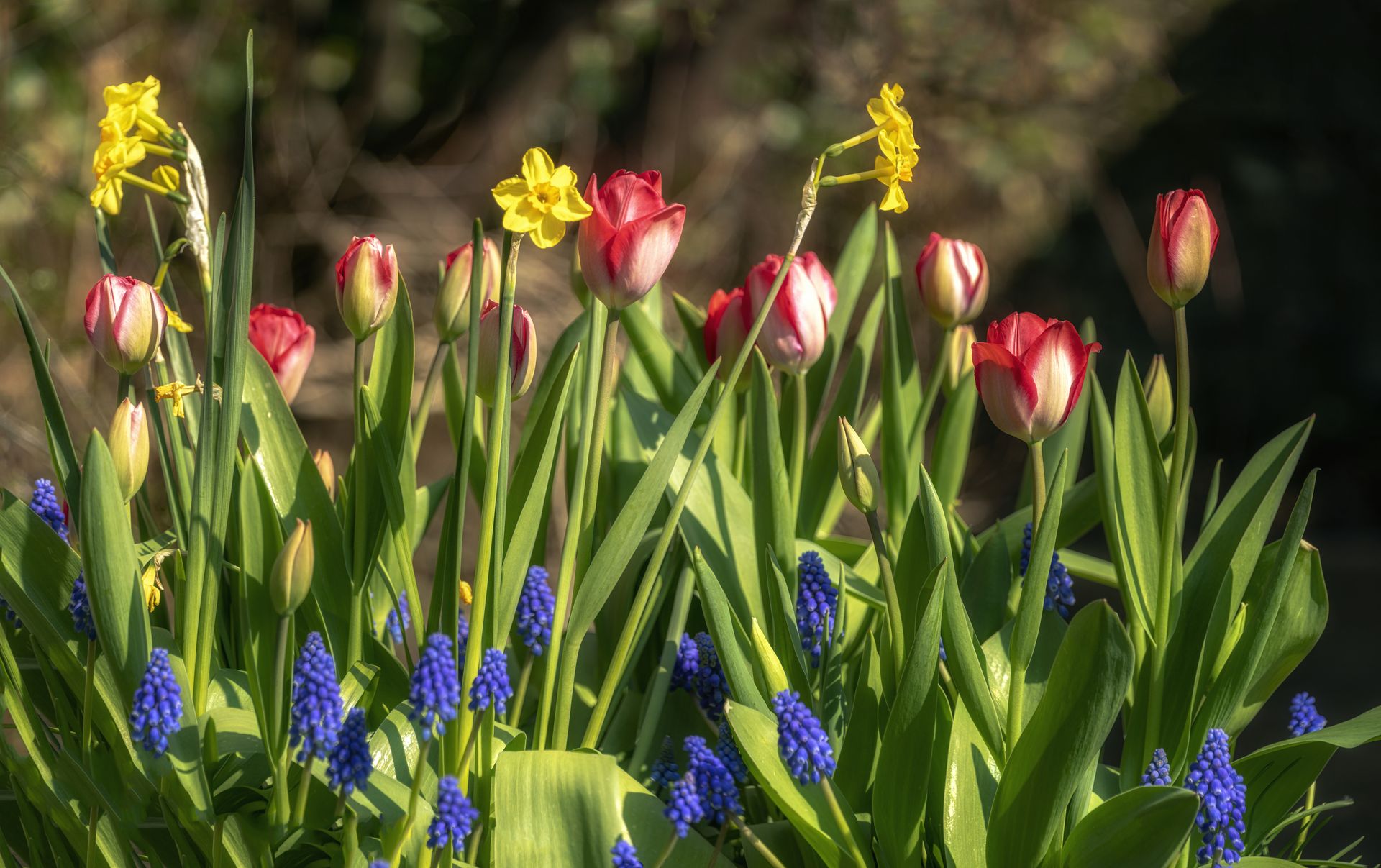 Planting in 3s - the secret trick gardeners want you to know | Livingetc