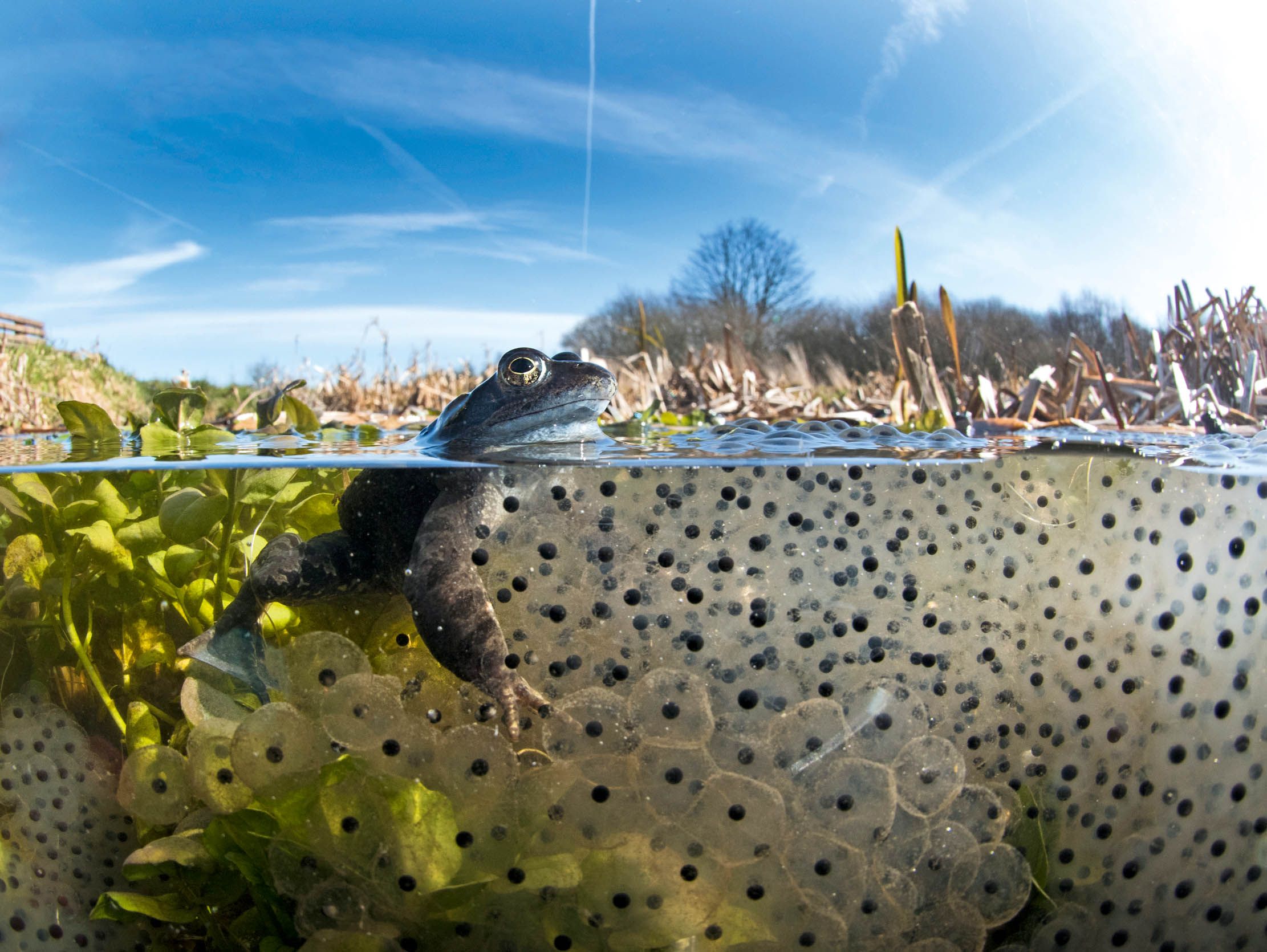 Frogs: Why we love them, why we don't, and the real-life Kermit frog ...