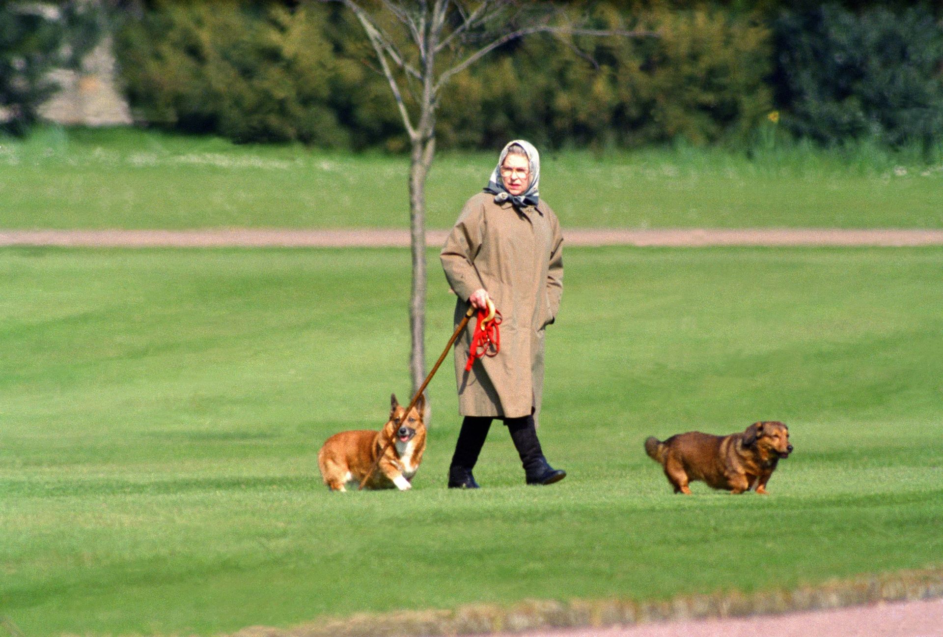 The Queen's corgis: How many dogs did she have and who will look after ...