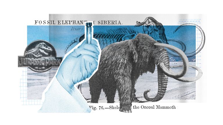 The de-extinction process to bring woolly mammoths back to life | The Week