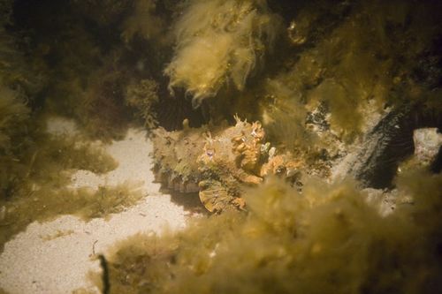 Squid: News, features and articles - Page 2 | Live Science