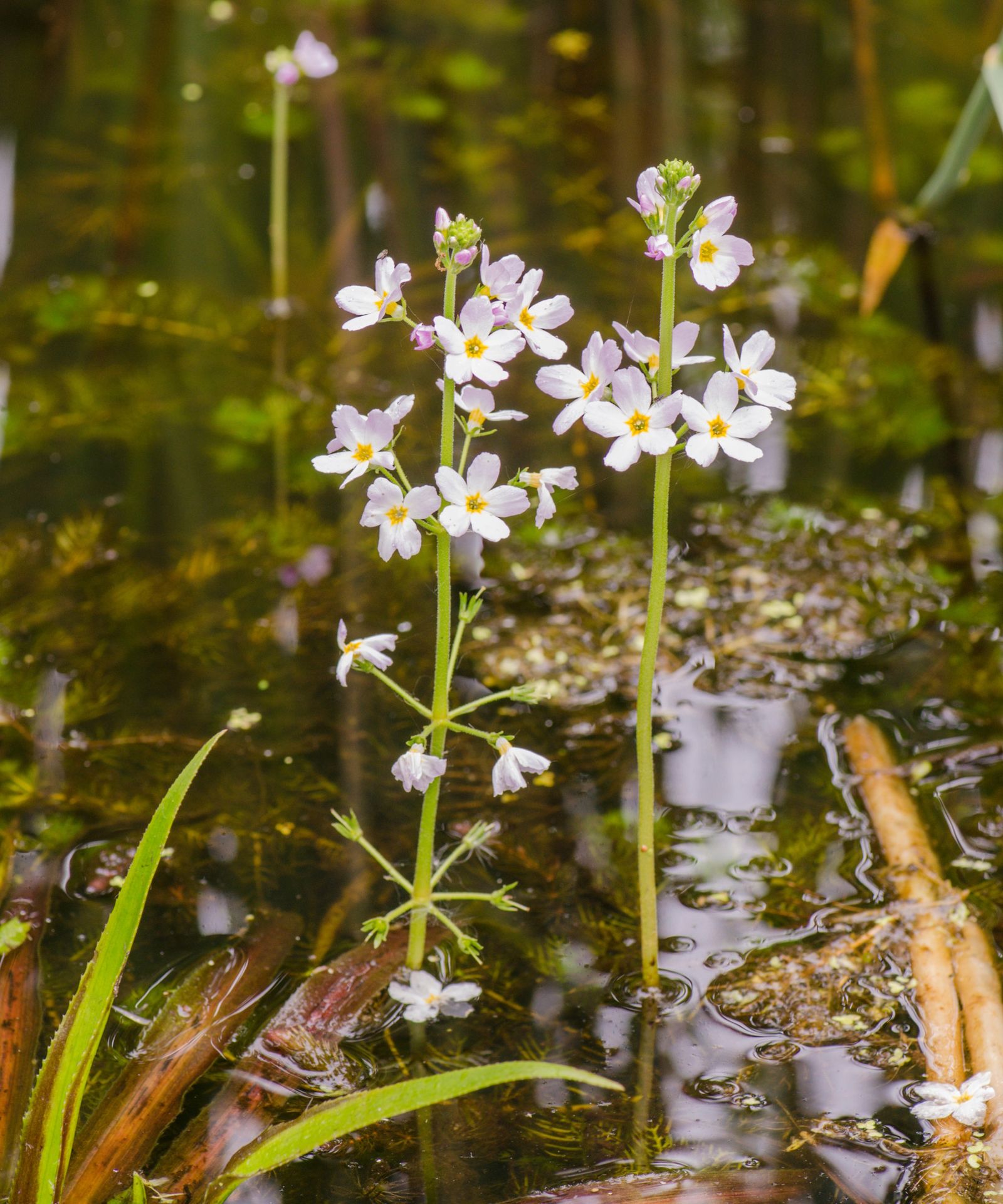 5 ways insects are entering your home – and how to stop them | Homes ...