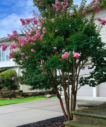 9 of the best trees to plant close to a house and which ones