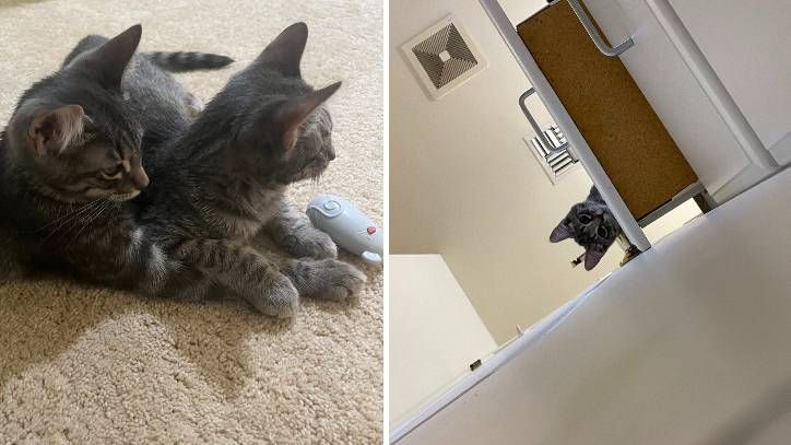 Cats lock woman out of her own bathroom and the Internet can’t stop ...