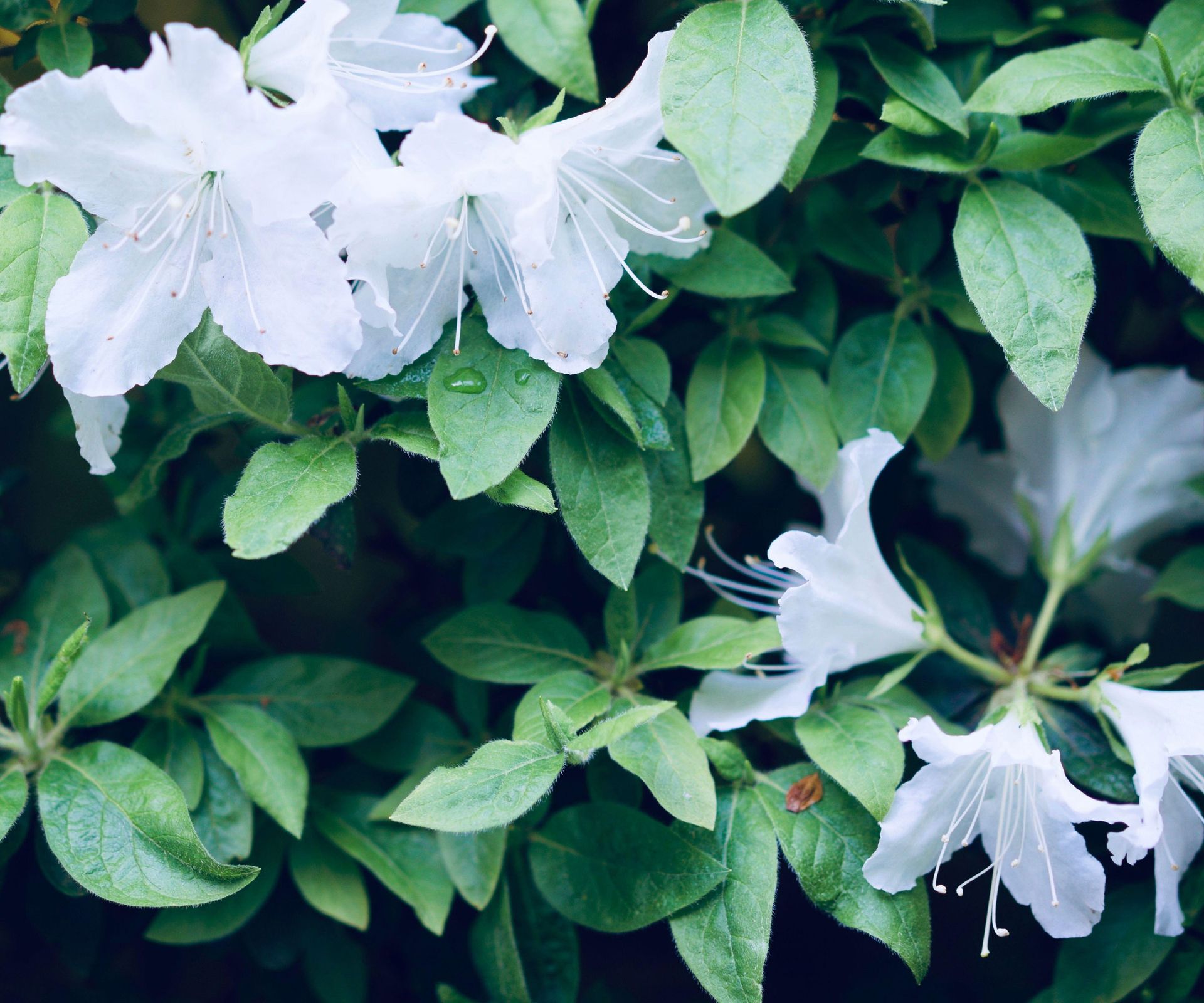 How to grow swamp azalea: for a native low-maintenance shrub | Homes ...