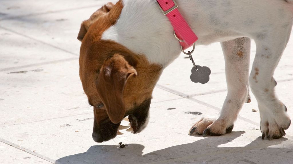20 pet health symptoms that you should never ignore | PetsRadar
