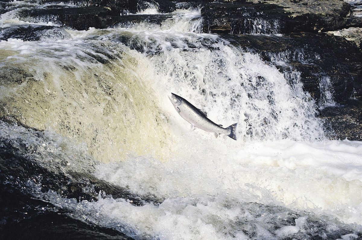 Joe Gibbs: Even the patron saint of salmon can't save these fish from ...