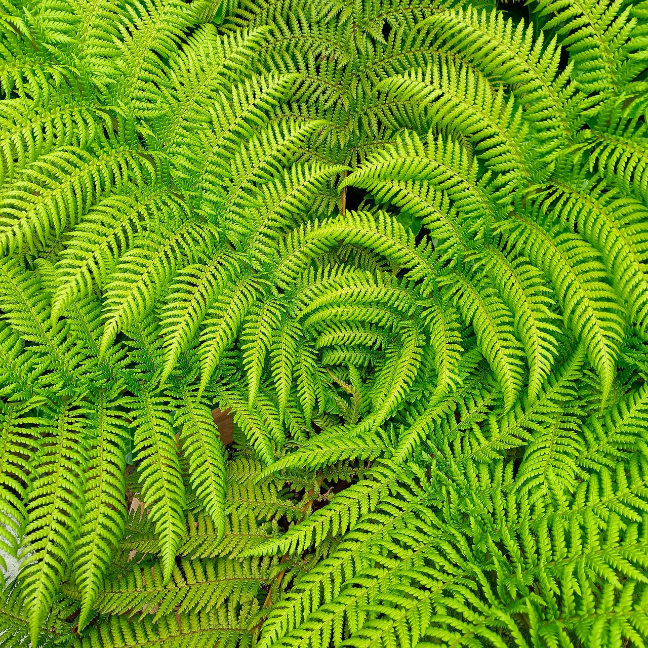 What plants like waterlogged soil? 10 flood-proof plants | Ideal Home