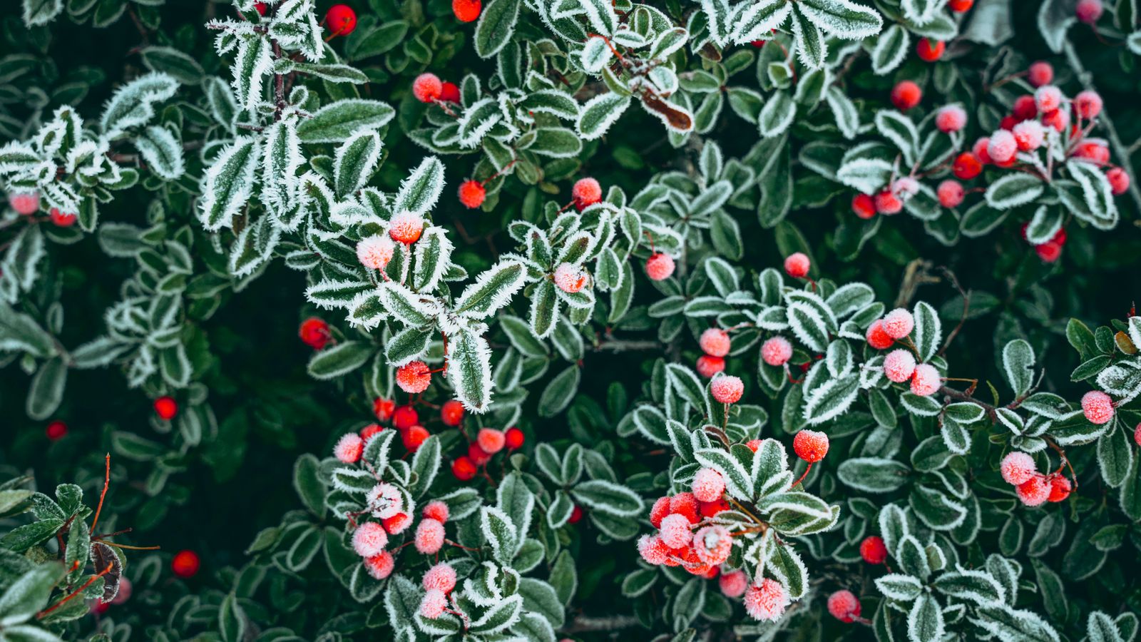 9 Plants That Actually Look Better Covered in Snow & Ice | Gardening ...