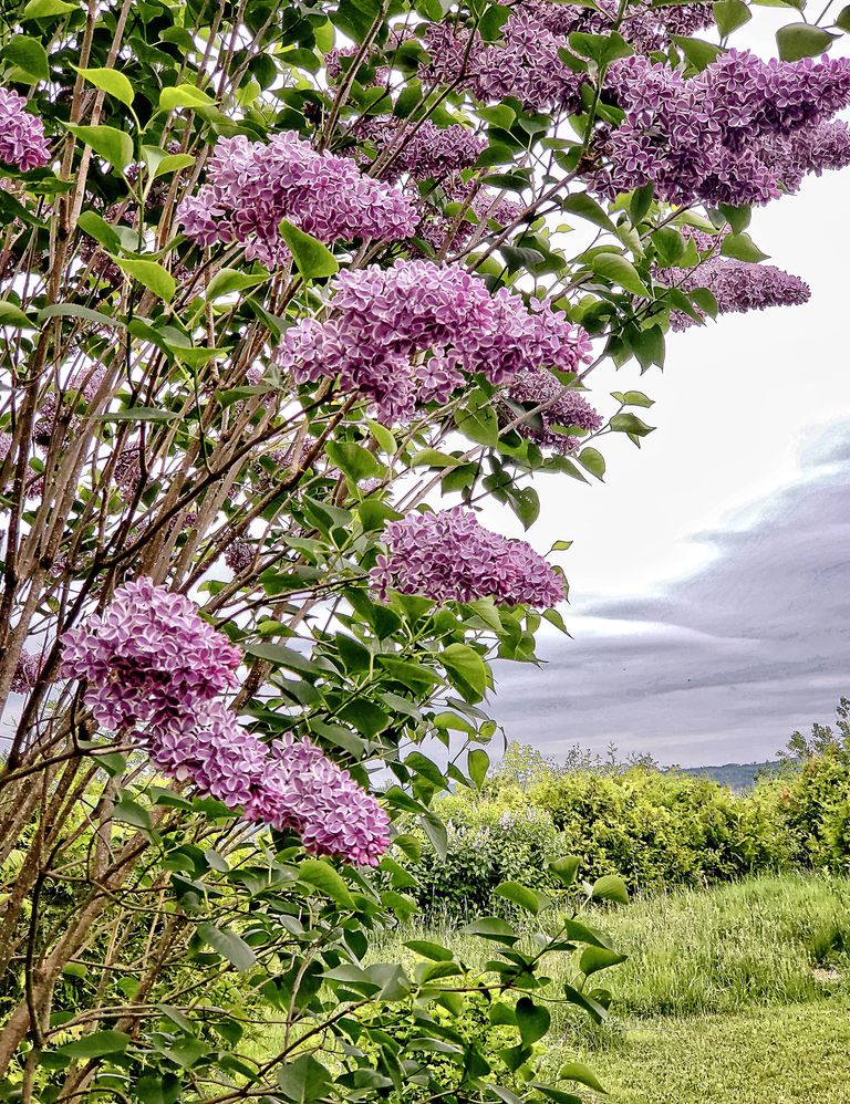 How to prune lilac | Homes and Gardens