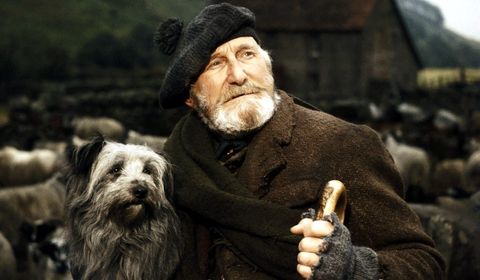 The 10 Best Dog Movies On Disney+ | Cinemablend