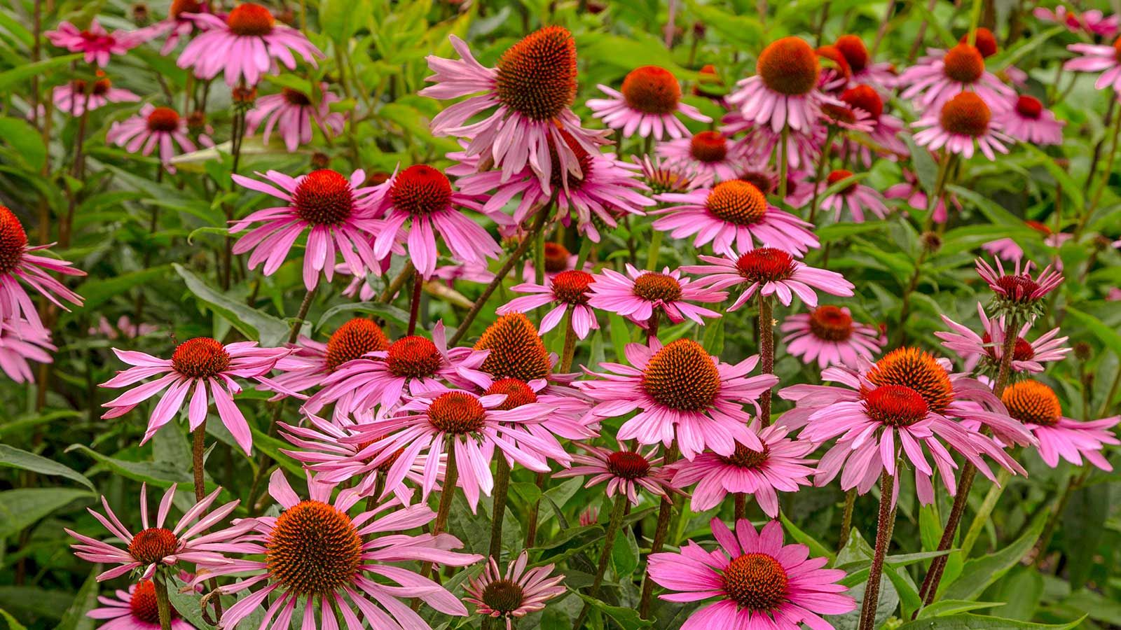 How to deadhead coneflowers – simple tips from the experts | Homes and ...