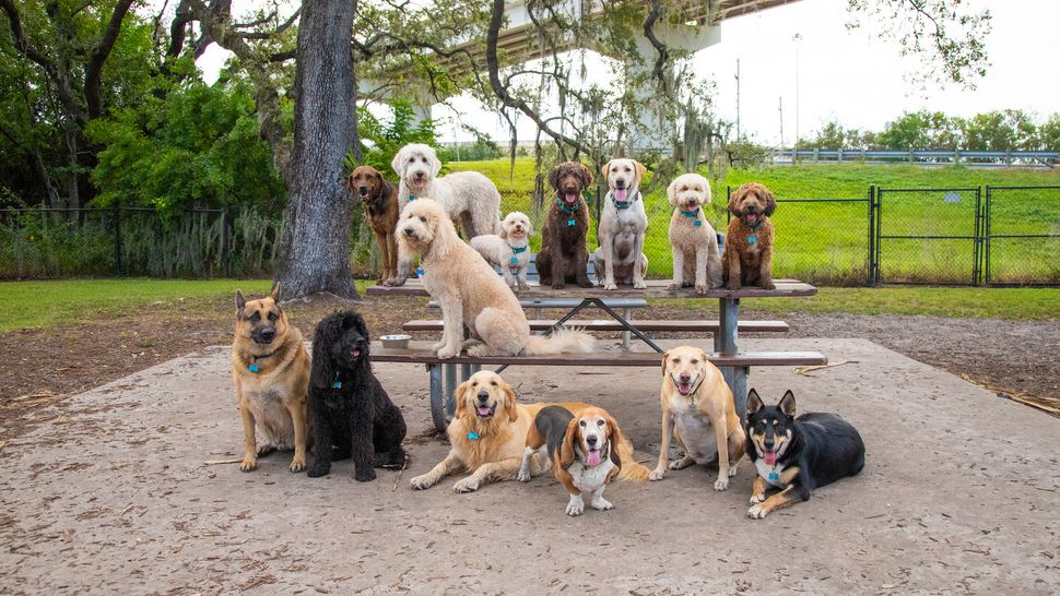 32 reasons why dogs are better than cats | PetsRadar