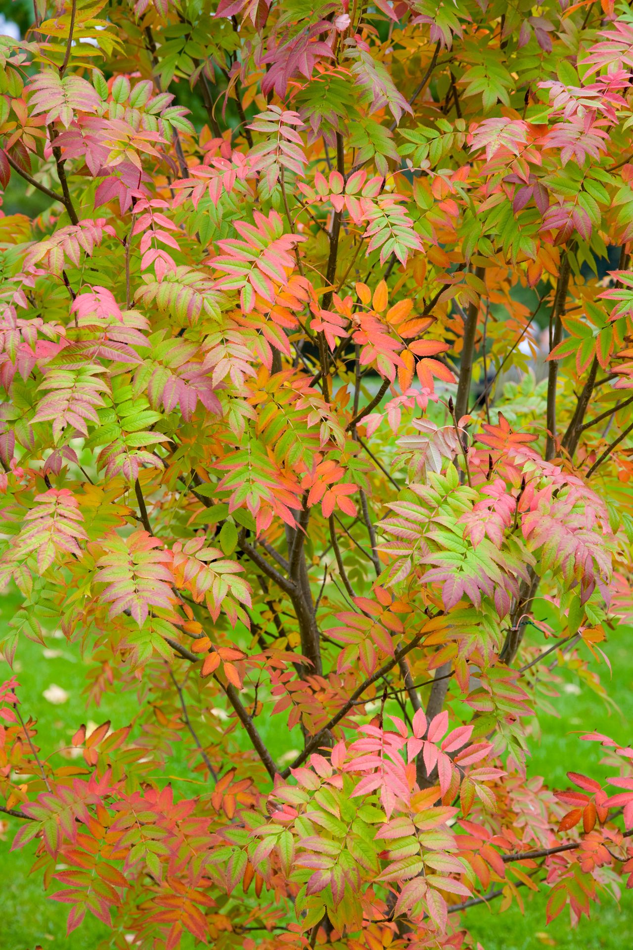 Best trees for clay soil: 11 varieties for every garden | Homes and Gardens