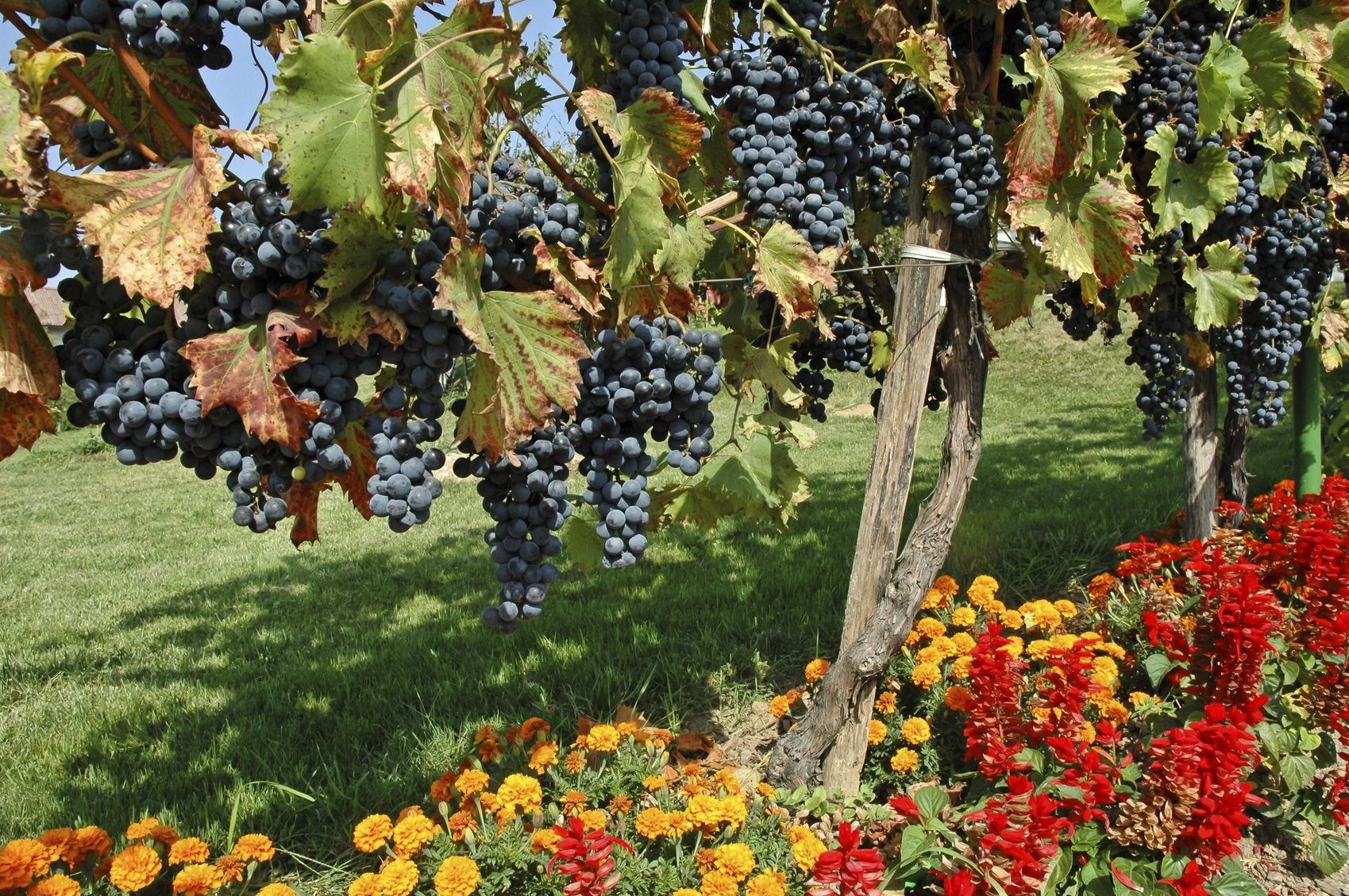 Good Companions For Grapes: Learn About Plants That Grow Well With ...