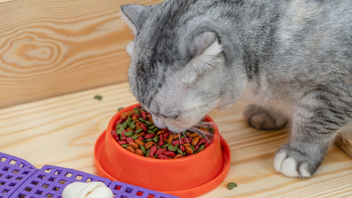 32 ways to build more fun into your cat's routine | PetsRadar