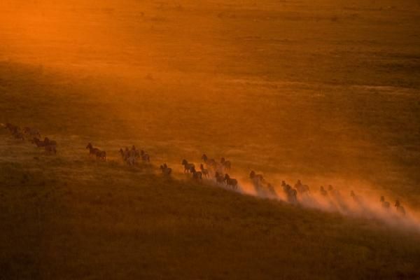 Quest for Survival: Photos of Incredible Animal Migrations | Live Science
