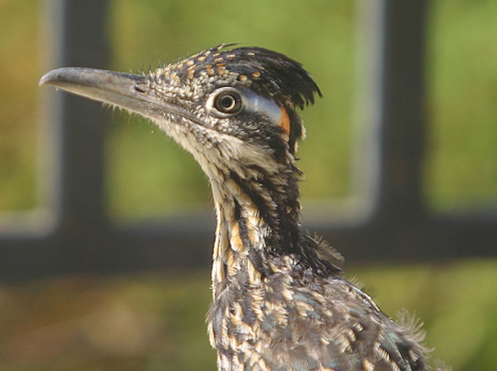 Darlings of the American Deserts: Photos of the Greater Roadrunner ...