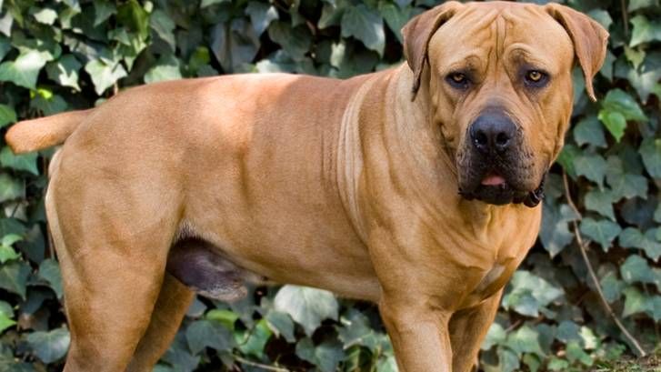 10 different types of Mastiff breeds to know | PetsRadar