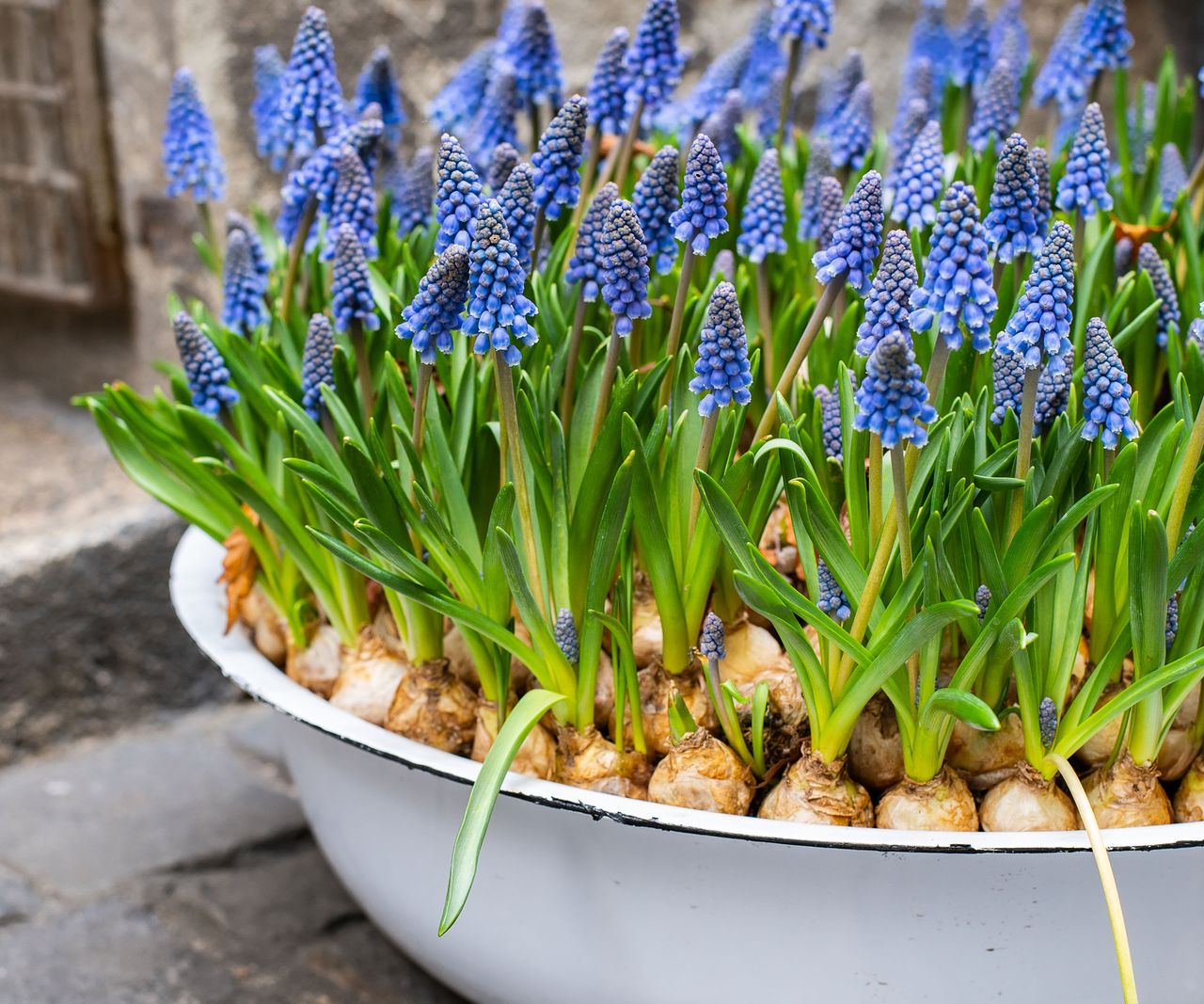 7 Spring Bulbs to Plant in September, Plus 1 You Shouldn’t | Gardening ...
