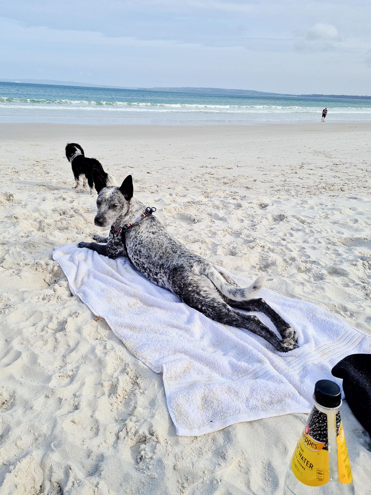 10 dogs in the sun - meet the small fluffy sun worshippers | PetsRadar