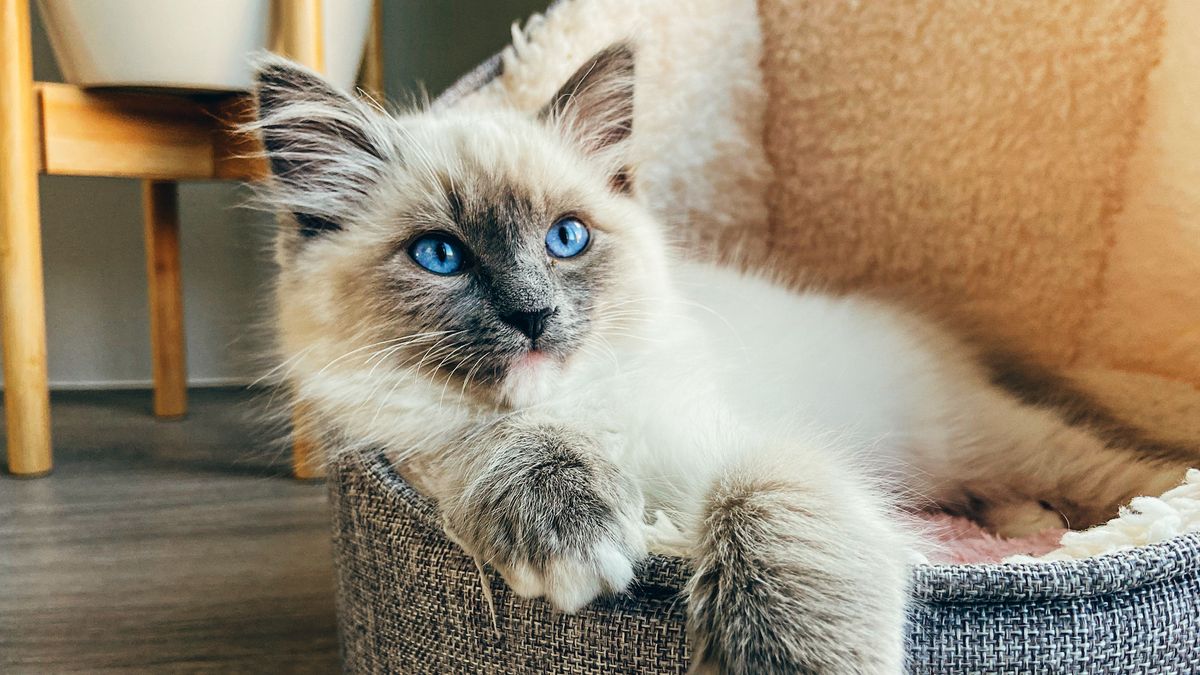 32 fun facts about ragdoll cats | PetsRadar
