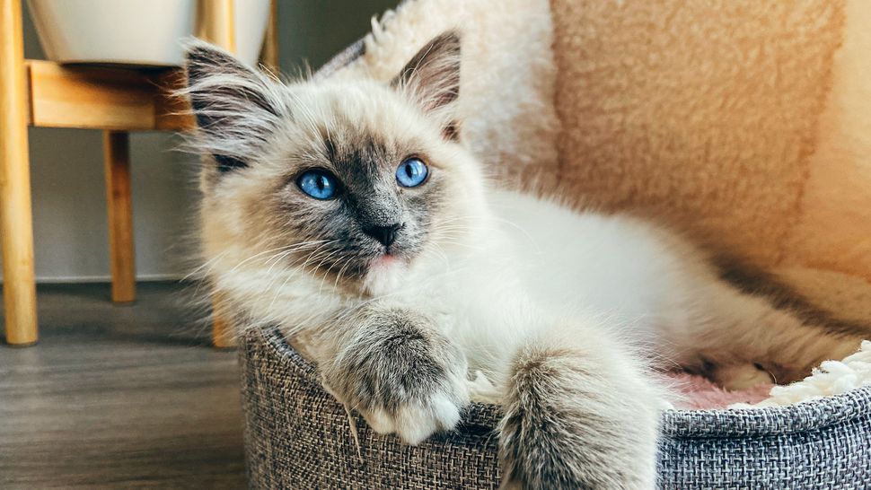 32 fun facts about ragdoll cats | PetsRadar
