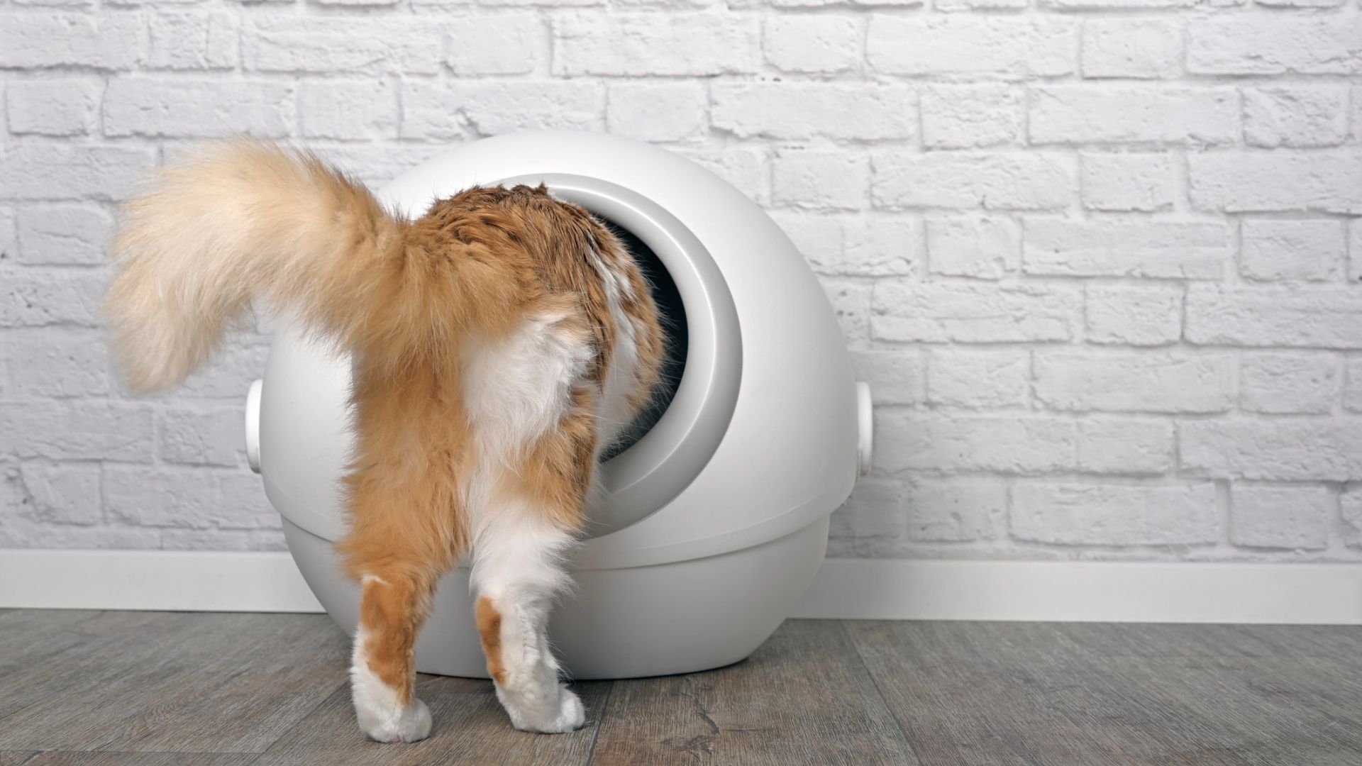 How do self-cleaning litter boxes work? Our vet explains | PetsRadar