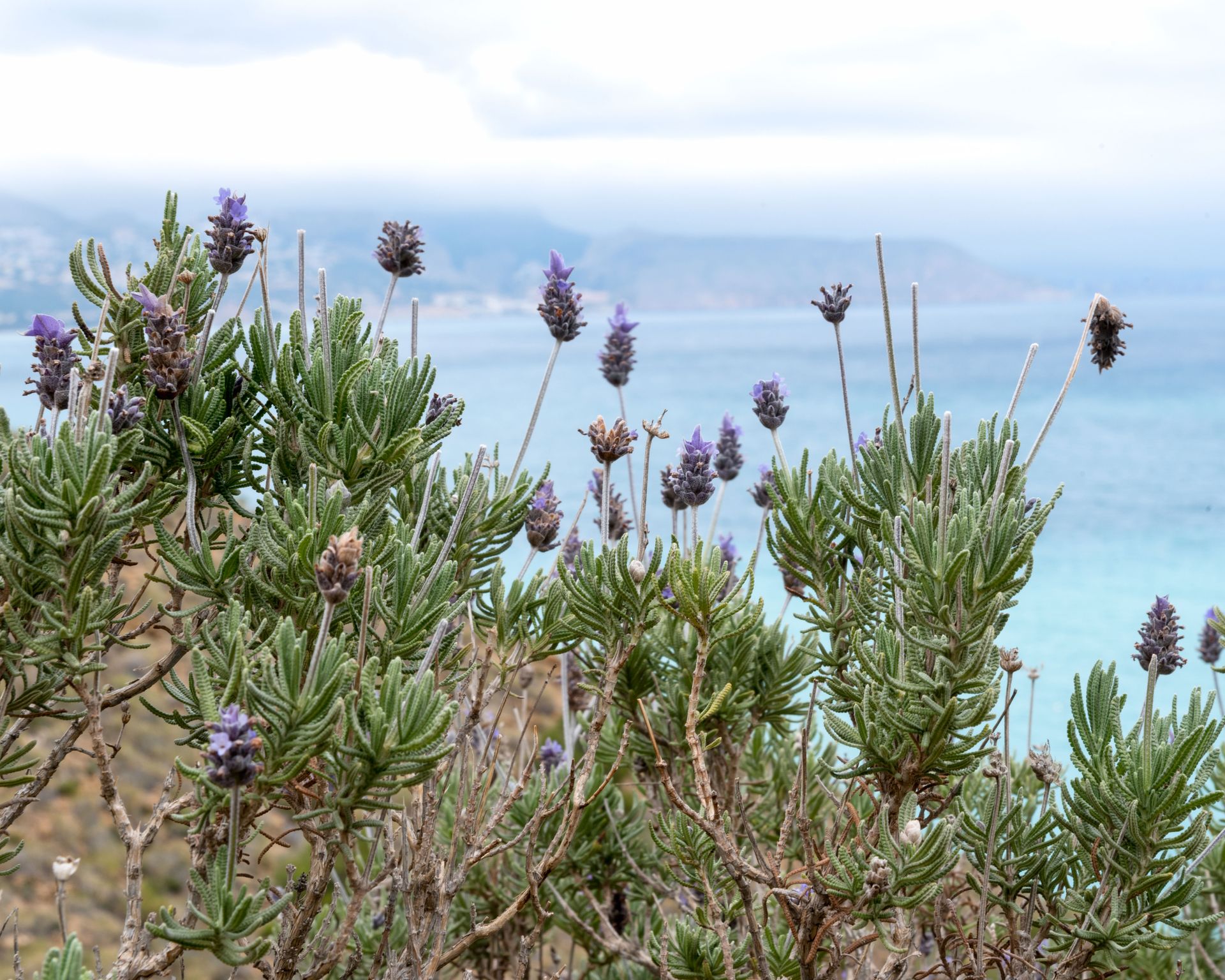 Coastal plants: 10 best choices for gardens near the ocean | Homes and ...