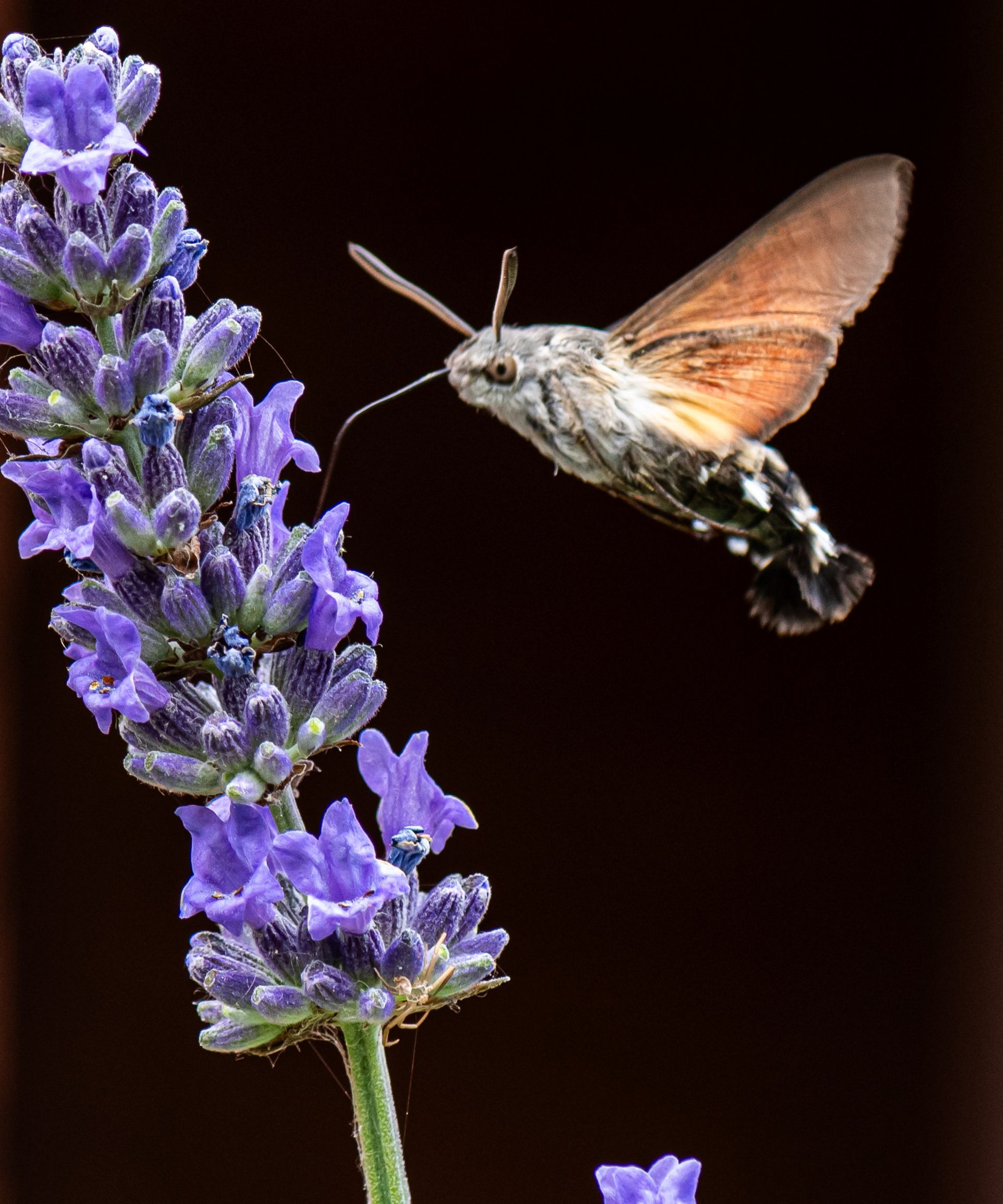 Native plants for night-time pollinators: 5 of the best | Homes and Gardens