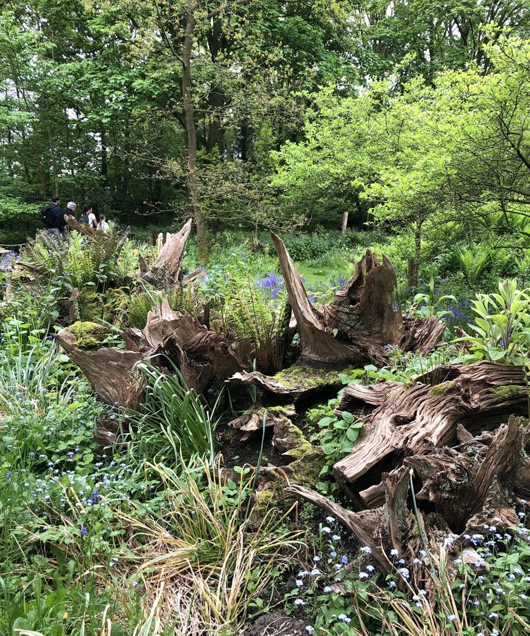 What is a stumpery? - experts explain plus how to create one | Homes ...