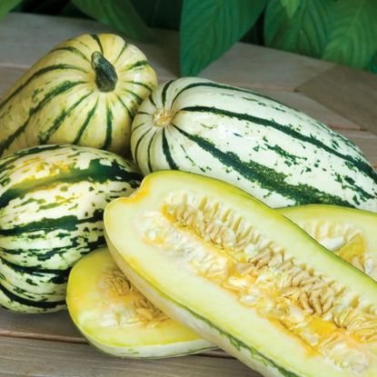 How to grow delicata squash - tips from an expert grower | Homes and ...