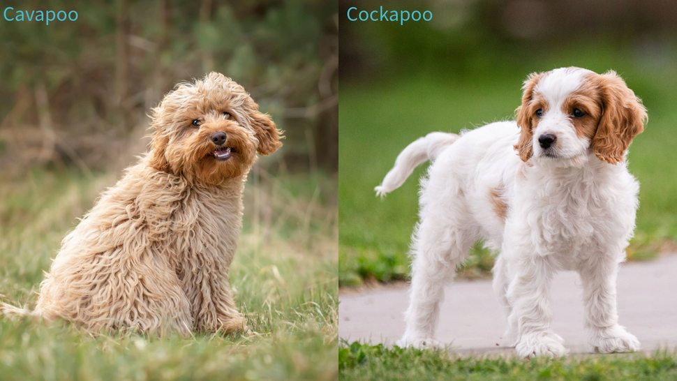 Cavapoo vs Cockapoo: An expert compares these two breeds | PetsRadar