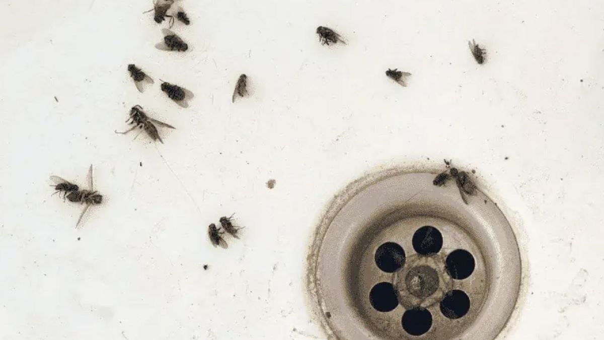 How to get rid of drain flies — follow these 7 steps | Tom's Guide