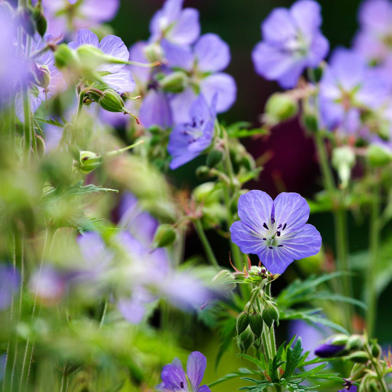 How to grow geraniums: easy care plants for pots and borders | Ideal Home