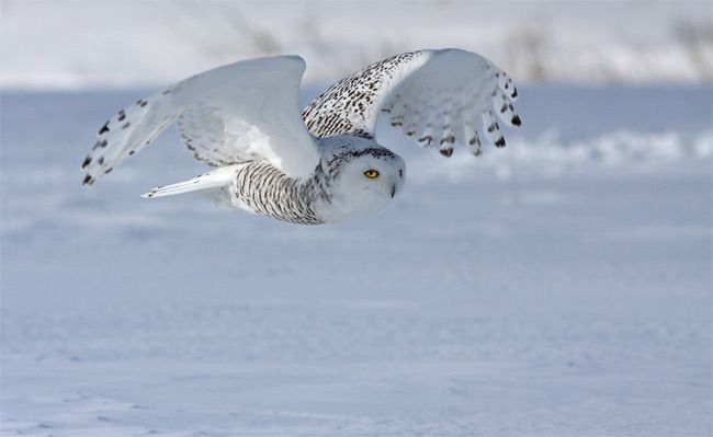 Image Gallery: Life at the North Pole | Live Science