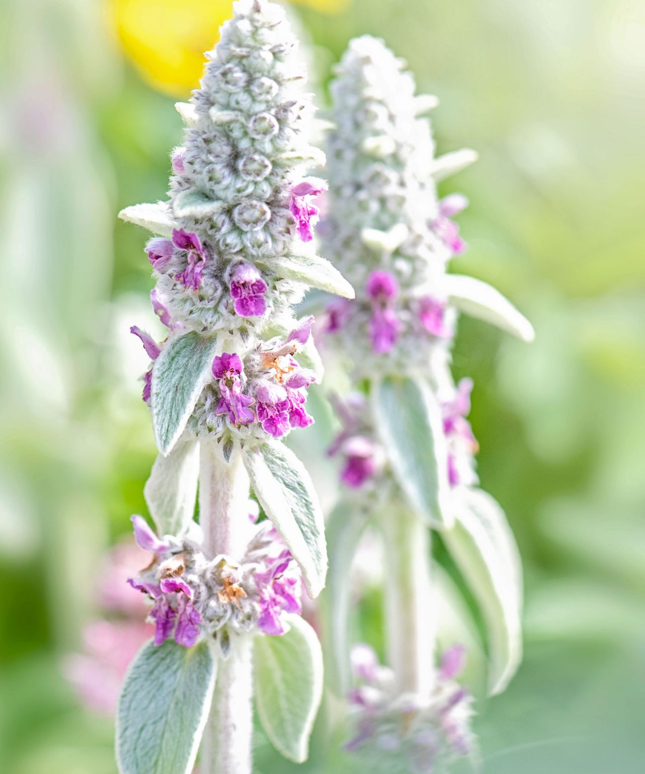 Lamb's ears care and growing guide: expert advice | Homes and Gardens