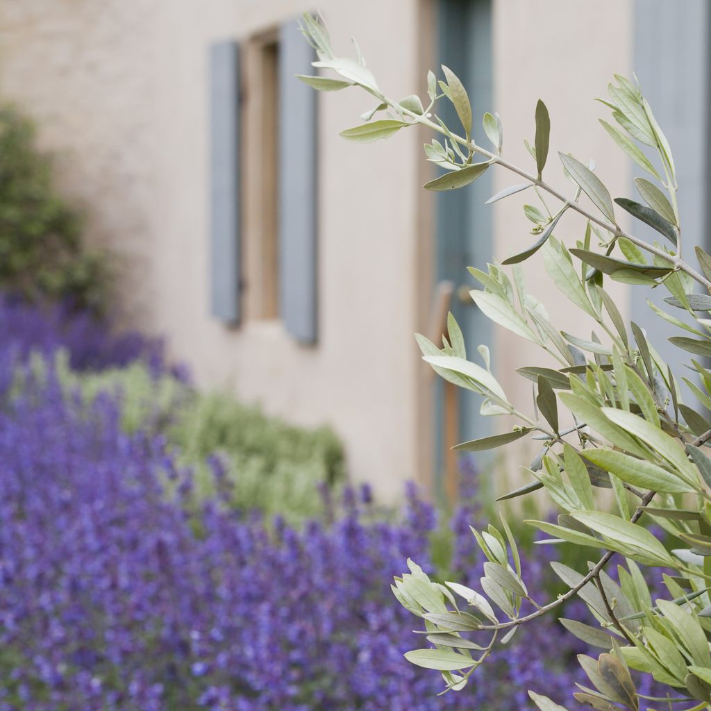 Olive tree care and growing guide: top tips | Homes and Gardens