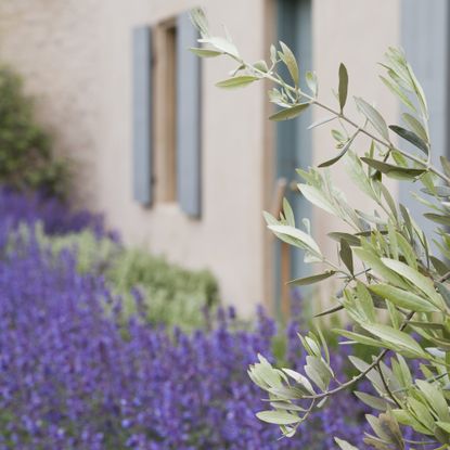 Olive tree care and growing guide: top tips | Homes and Gardens