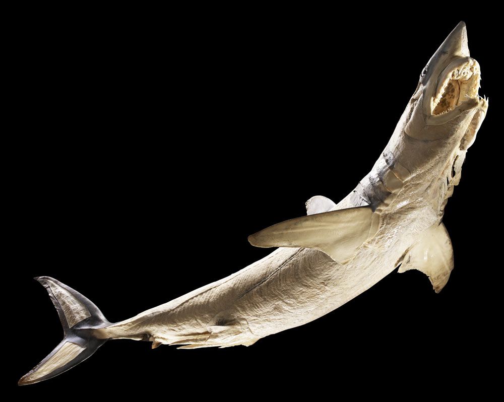 Take an Anatomical Safari: Photos of Inside-Out Animals | Live Science