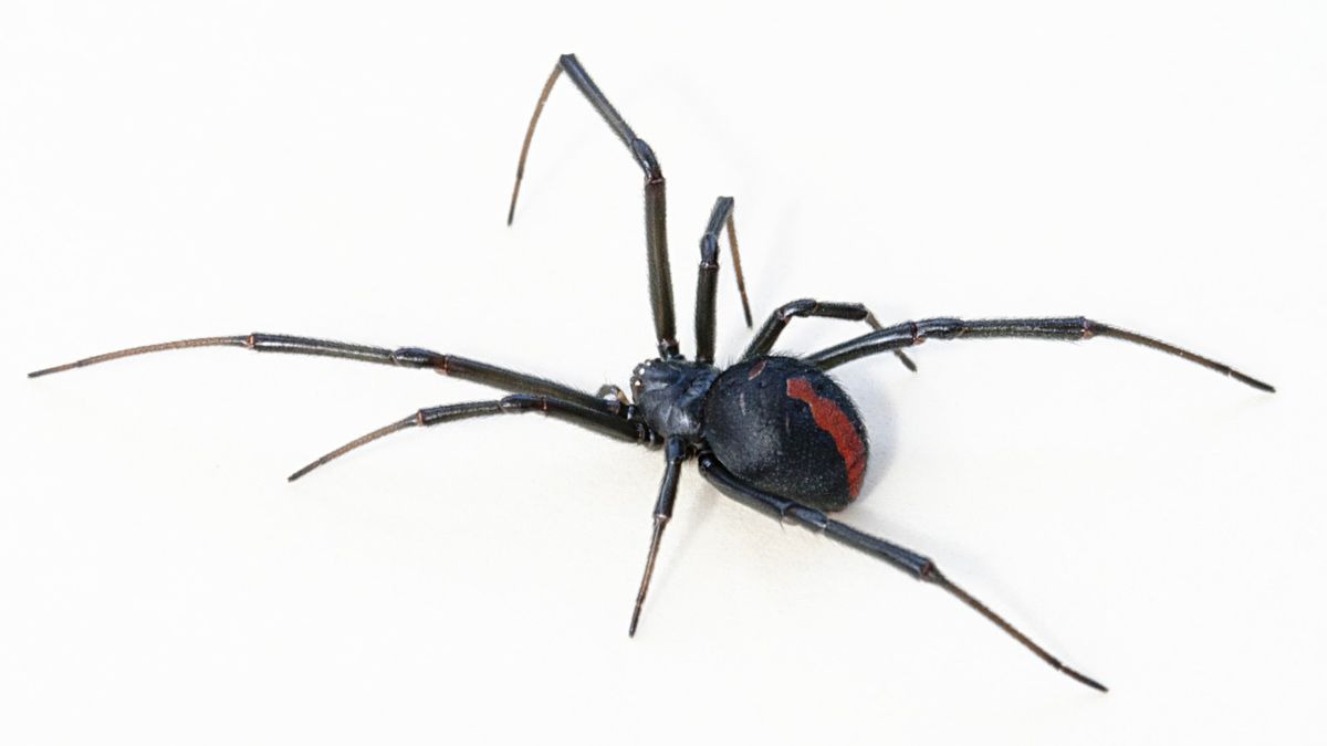 11 deadliest spiders | Live Science