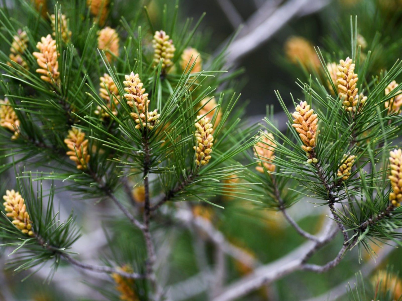 Monterey Pine Care: How To Grow Monterey Pine Trees | Gardening Know How